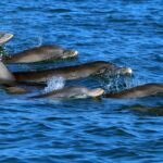 Private Dolphin Playground Safari - What’s Included and What to Bring