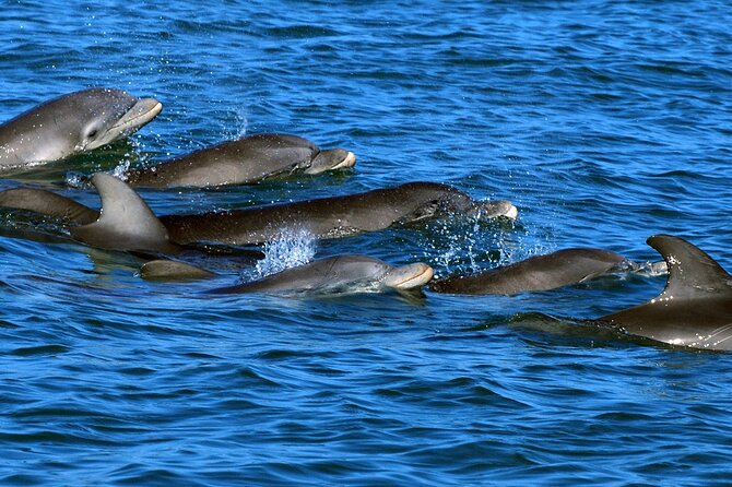 Private Dolphin Playground Safari - What’s Included and What to Bring