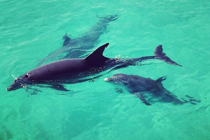 Private Dolphin Playground Safari - Who Will Love This Experience?