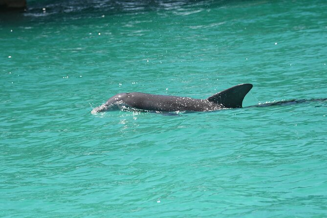 Private Dolphin Spotting Thrill Ride in Destin - Who Would Love This Tour?