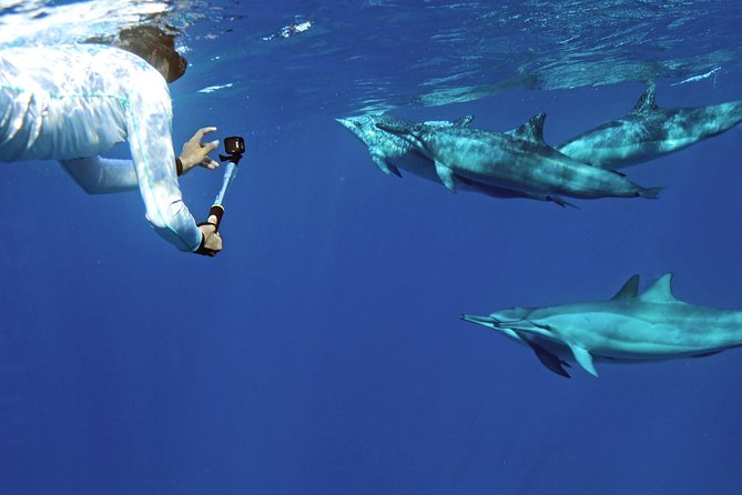 Private Dolphin Swim with Slide for up to 15 Passengers - Final Thoughts: Is It Worth It?