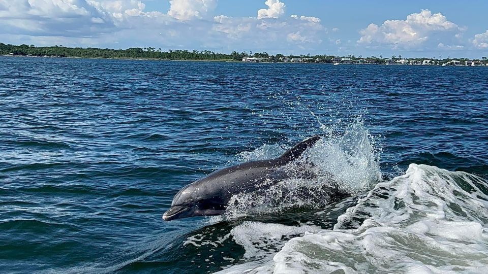 Private Dolphin Tour with Secluded Beach/Snorkel Stop - Key Points