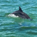 Private Dolphin Tour with Secluded Beach/Snorkel Stop - What to Expect on the Tour