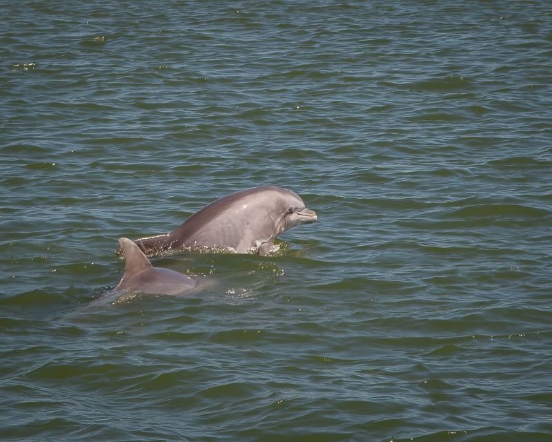 Private dolphin tours in the amazing Savannah Marsh - Overview of the Savannah Dolphin Tour Experience