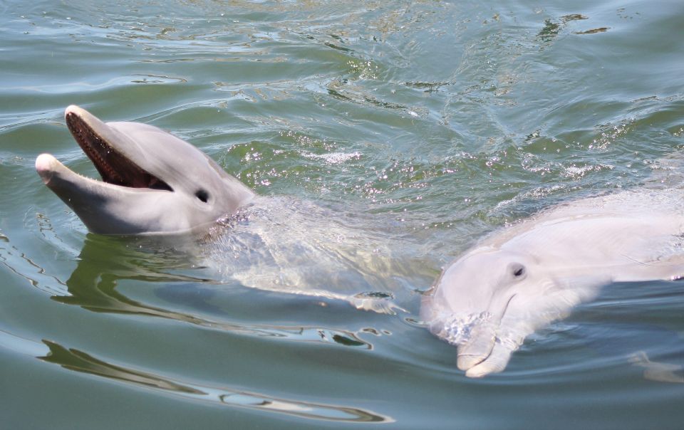 Private dolphin tours in the amazing Savannah Marsh - Detailed Breakdown of the Itinerary