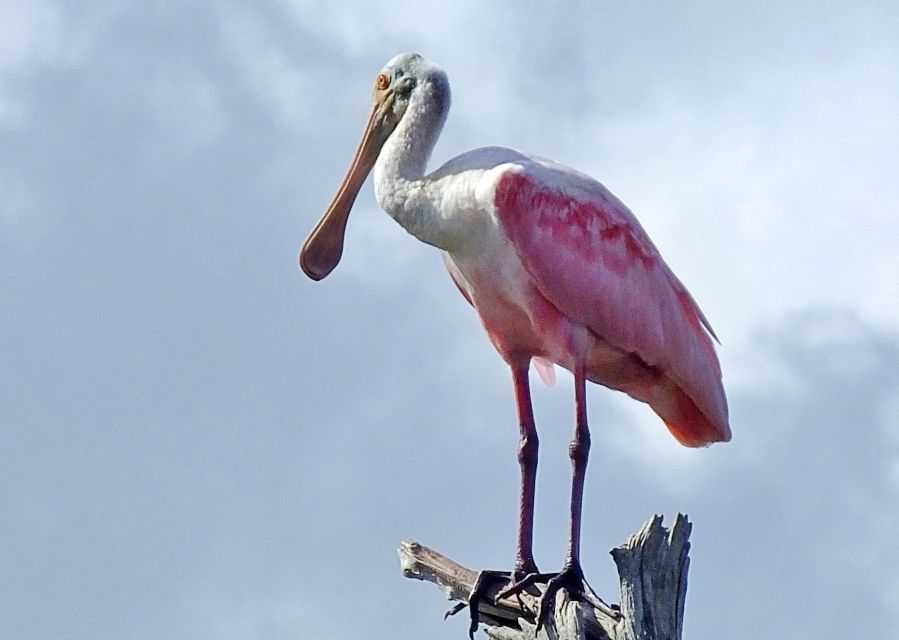 Private dolphin tours in the amazing Savannah Marsh - What’s Included and What You Should Bring