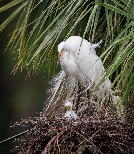 Private dolphin tours in the amazing Savannah Marsh - Practical Details and Tips