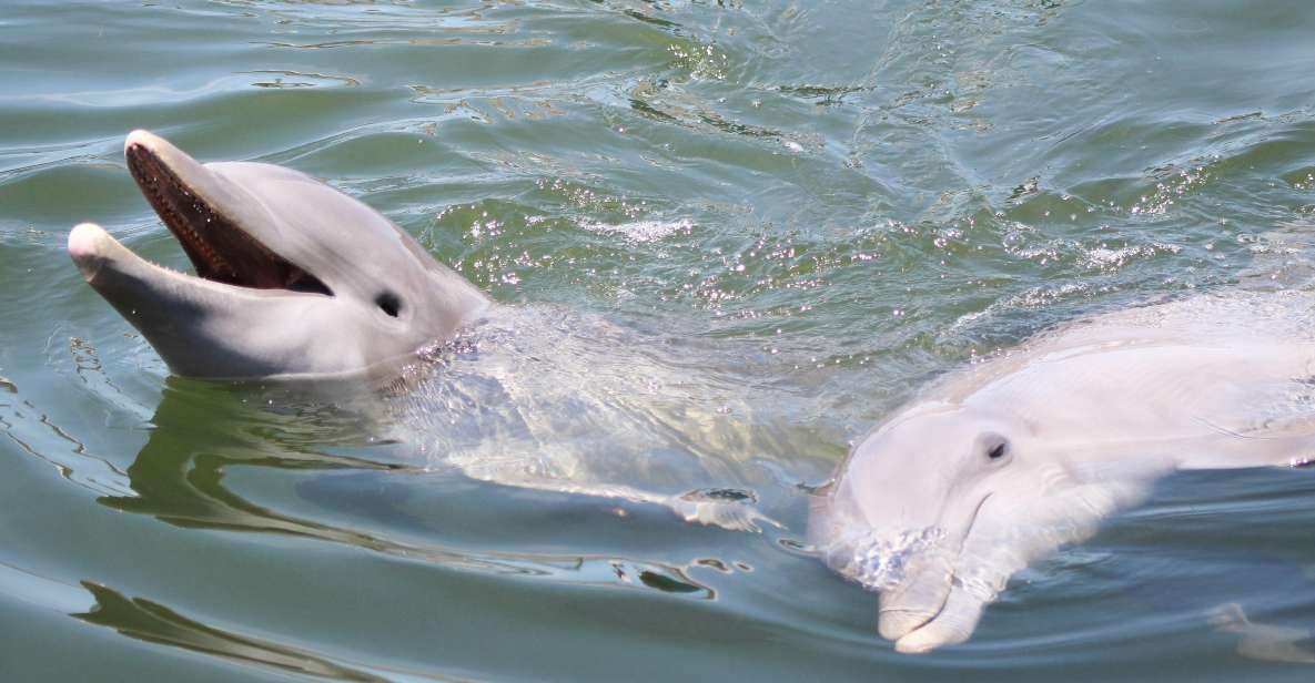Private dolphin tours in the amazing Savannah Marsh - The Sum Up