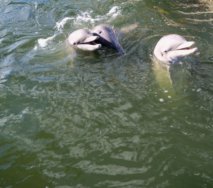 Private dolphin tours in the amazing Savannah Marsh - FAQ