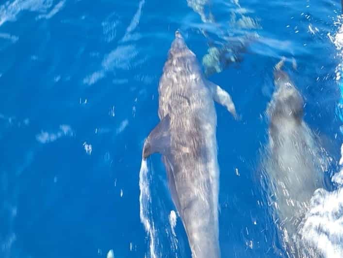 Private Dolphin Watch Boat Tour Port Aransas Texas - An In-Depth Look at the Tour