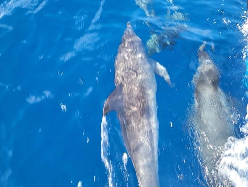 Private Dolphin Watch Boat Tour Port Aransas Texas - FAQ
