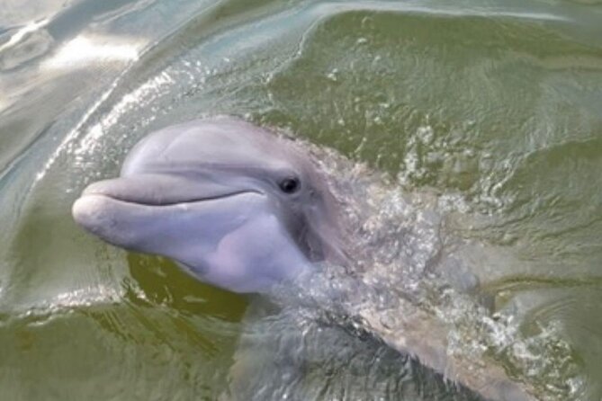 Private Dolphins and Daufuskie Island Stop Tour - Introduction  