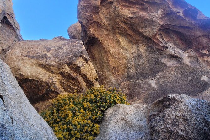 Private Driving and Hiking Tour in Joshua Tree National Park - Who Would Love This Tour?