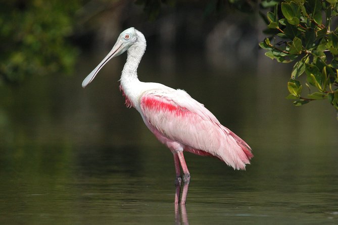 Private Everglades National Park Photography, Birding and Wildlife Safari - What to Expect from the Itinerary