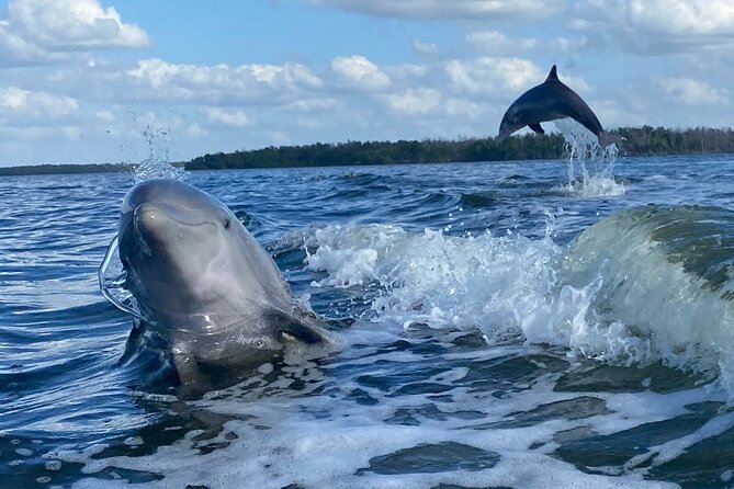 Private Everglades National Park Photography, Birding and Wildlife Safari - Who Will Benefit Most from This Tour?