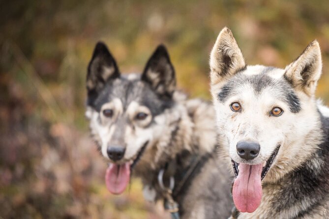 Private Fall Foliage Mushing Cart Ride in Fairbanks - What to Expect From the Tour
