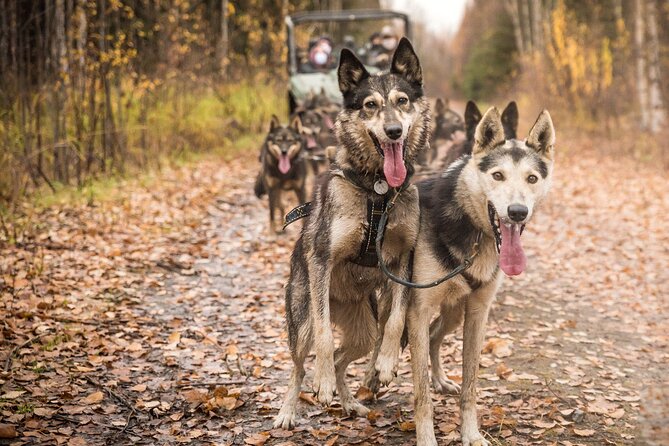 Private Fall Foliage Mushing Cart Ride in Fairbanks - The Sum Up