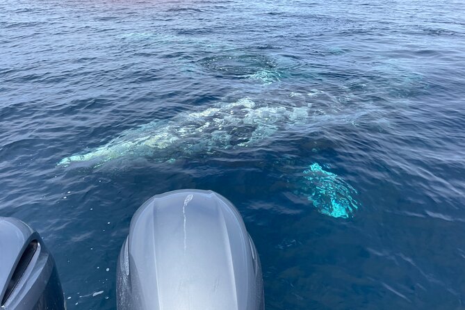 Private Family Whale & Dolphin Adventure in San Diego - What to Expect from Your Private Whale & Dolphin Tour