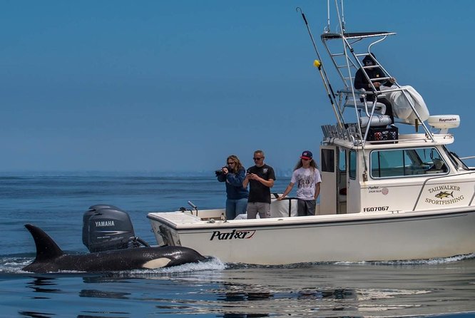 Private Family Whale & Dolphin Adventure in San Diego - The Value of a Private Tour