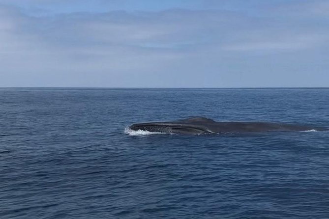 Private Family Whale & Dolphin Adventure in San Diego - Who Is This Tour Best For?
