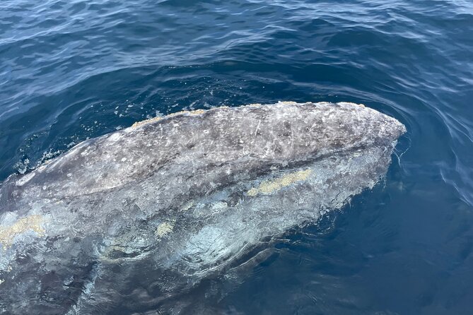 Private Family Whale & Dolphin Adventure in San Diego - Frequently Asked Questions