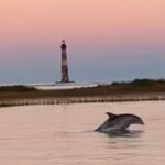 Private Folly Beach Dolphin Cruise (up to 12) - What to Expect from the Itinerary