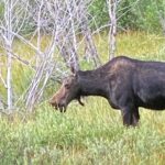 Private Full-Day Grand Teton National Park Tour with Picnic Lunch - Why This Tour Stands Out