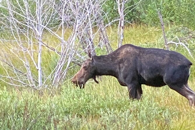 Private Full-Day Grand Teton National Park Tour with Picnic Lunch - Why This Tour Stands Out