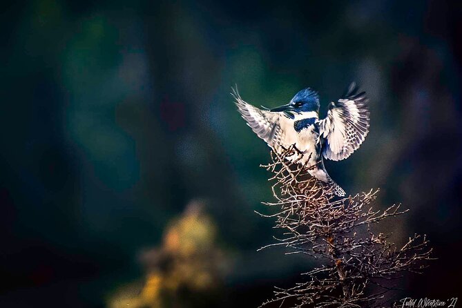 Private Full Day Photography Workshop of Fairbanks - Who Should Consider This Tour?