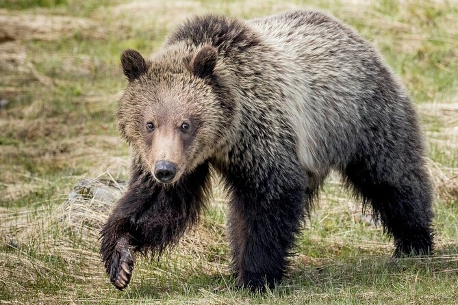 Private Full-Day Yellowstone National Park Tour - Transportation & Comfort