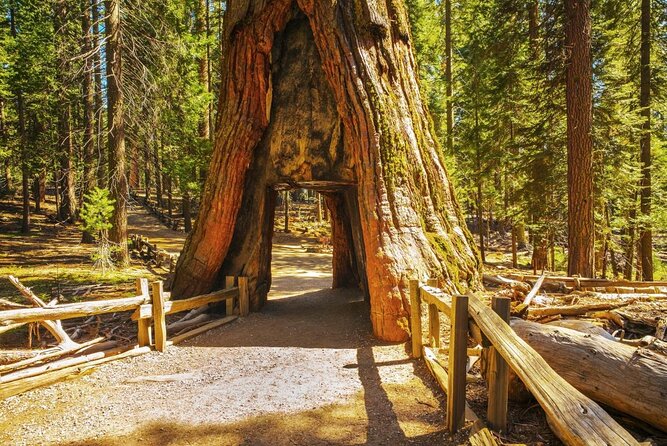 Private Giant Sequoia Grove Hike - Exploring the Private Giant Sequoia Grove Hike in Yosemite