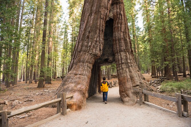 Private Giant Sequoia Grove Hike - Key Points