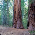 Private Giant Sequoia Grove Hike - What to Expect from the Private Giant Sequoia Grove Hike