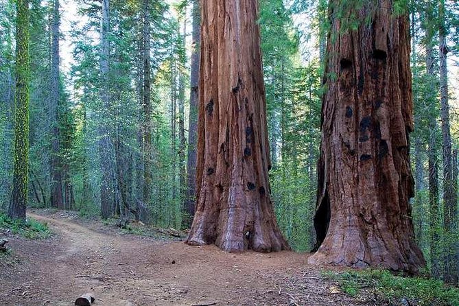 Private Giant Sequoia Grove Hike - What to Expect from the Private Giant Sequoia Grove Hike