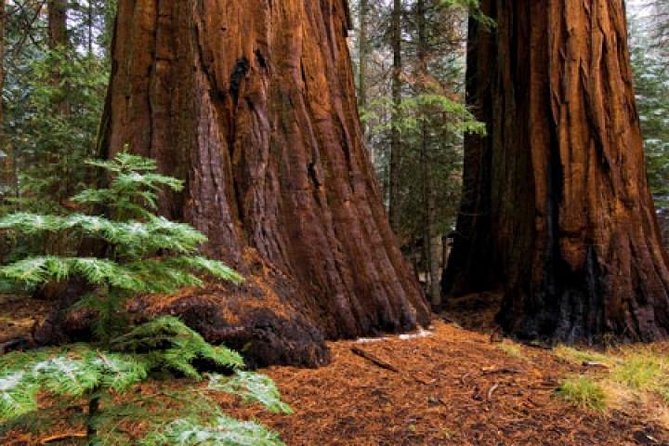 Private Giant Sequoia Grove Hike - Exploring Yosemite’s Sequoias: Why It Matters