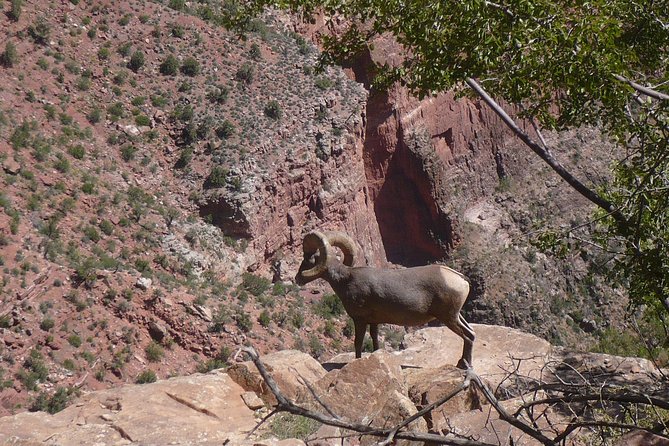 Private Grand Canyon Day Tour from Phoenix & Scottsdale - Who Should Consider This Tour?