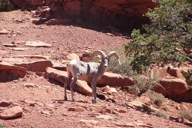 Private Grand Canyon Full Day Hike - Final Thoughts: Is This Tour Right for You?