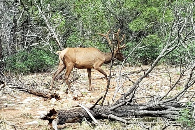 Private Grand Canyon Sightseeing Tour from Williams Tusayan GCV - Who Is This Tour Best For?