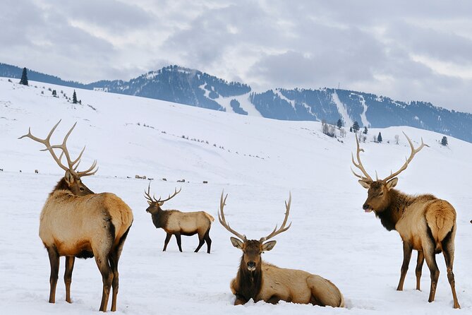 PRIVATE Grand Teton Wildlife Safari, Elk Refuge Sleigh Ride & Lunch - Price and Value