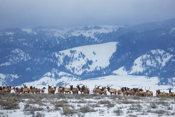 Private Grand Teton Winter Wildlife Safari with Picnic Lunch - Who Will Love This Tour?
