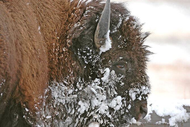 Private Grand Teton Winter Wildlife Safari with Picnic Lunch - FAQs