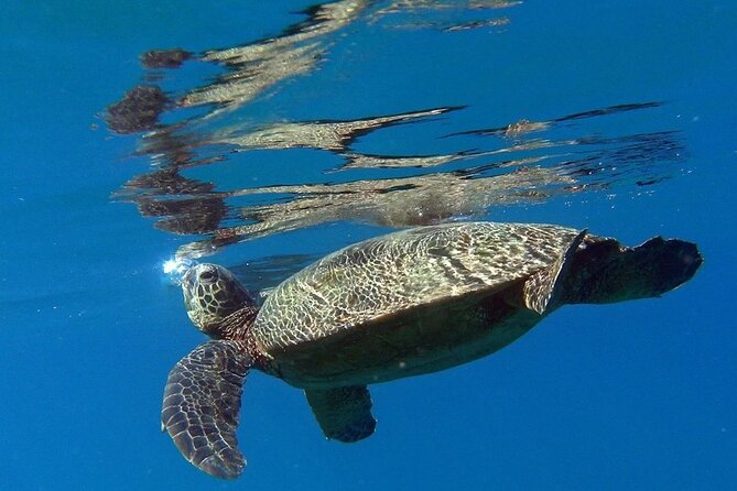 Private Group Snorkel Adventure on Tropical Reef with Sea Turtles - Discover Kauais Underwater Wonderland with a Private Snorkel Adventure