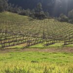 Private Group Wine Tour of Napa and Sonoma - What Makes This Tour Special?