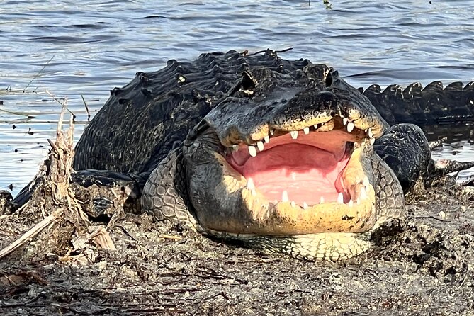 Private Guided Airboat Tour in Everglades, Fort Lauderdale - Why This Tour Is Worth Considering
