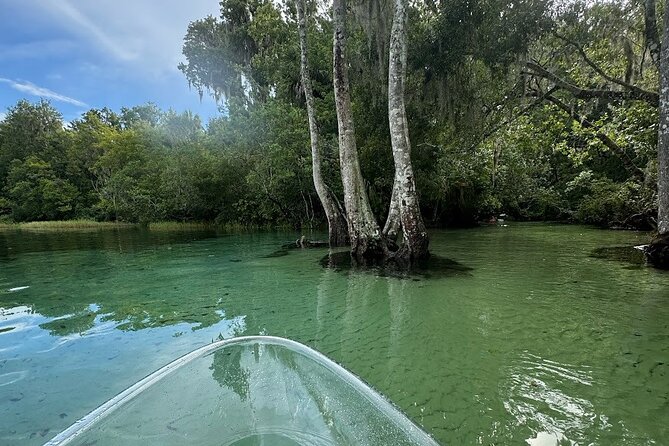 Private Guided Clear Kayak/Paddleboard Rentals on Rainbow River - What You Can Expect