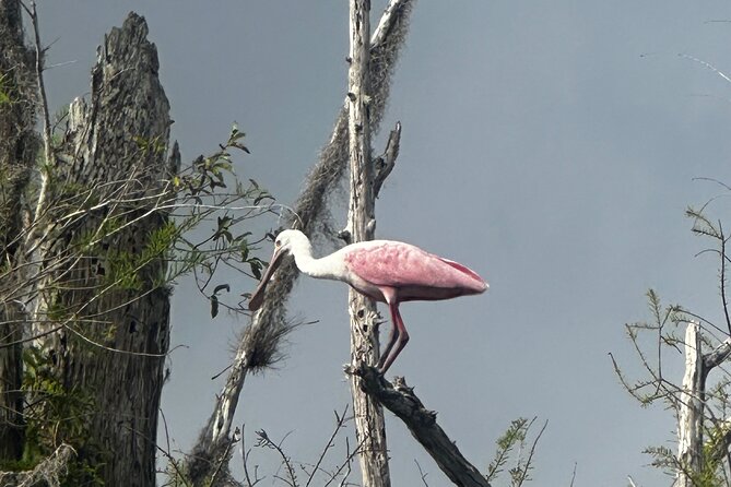 Private Guided Everglades Kayak Tour - Why This Tour Offers Great Value