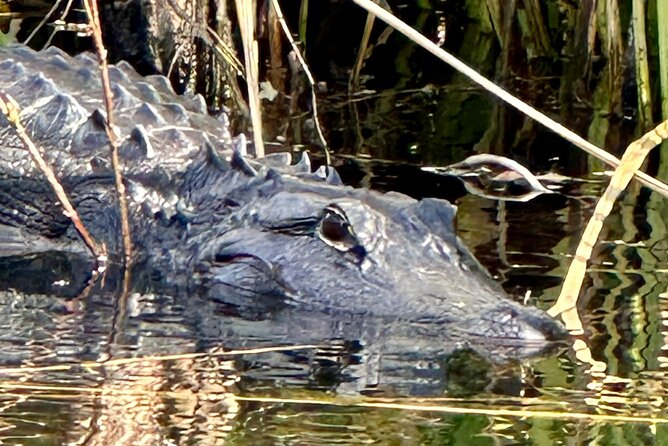 Private Guided Everglades Kayak Tour - The Sum Up