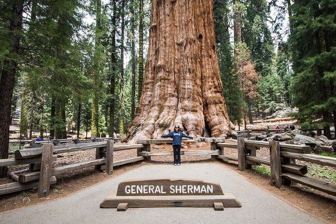 Private Guided Hiking Tour - Sequoia National Park - Why Travelers Love This Tour