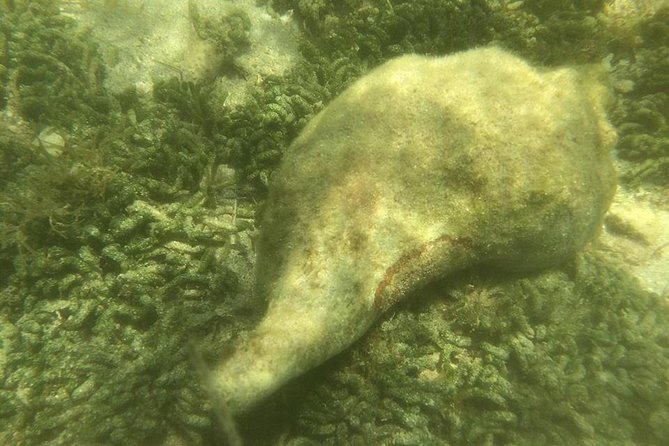 Private Guided Kayak or SUP Eco Adventure - Practical Details and Considerations