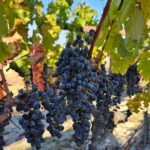 Private Guided Wine Tour of Napa Valley - Why This Tour Is a Great Value